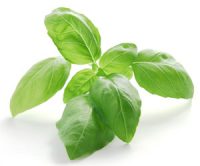 The History of Basil | MySpicer.com | Spices, Herbs & Blends