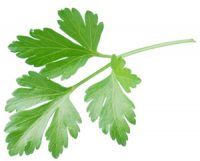 The History of Parsley | MySpicer.com | Spices, Herbs & Blends