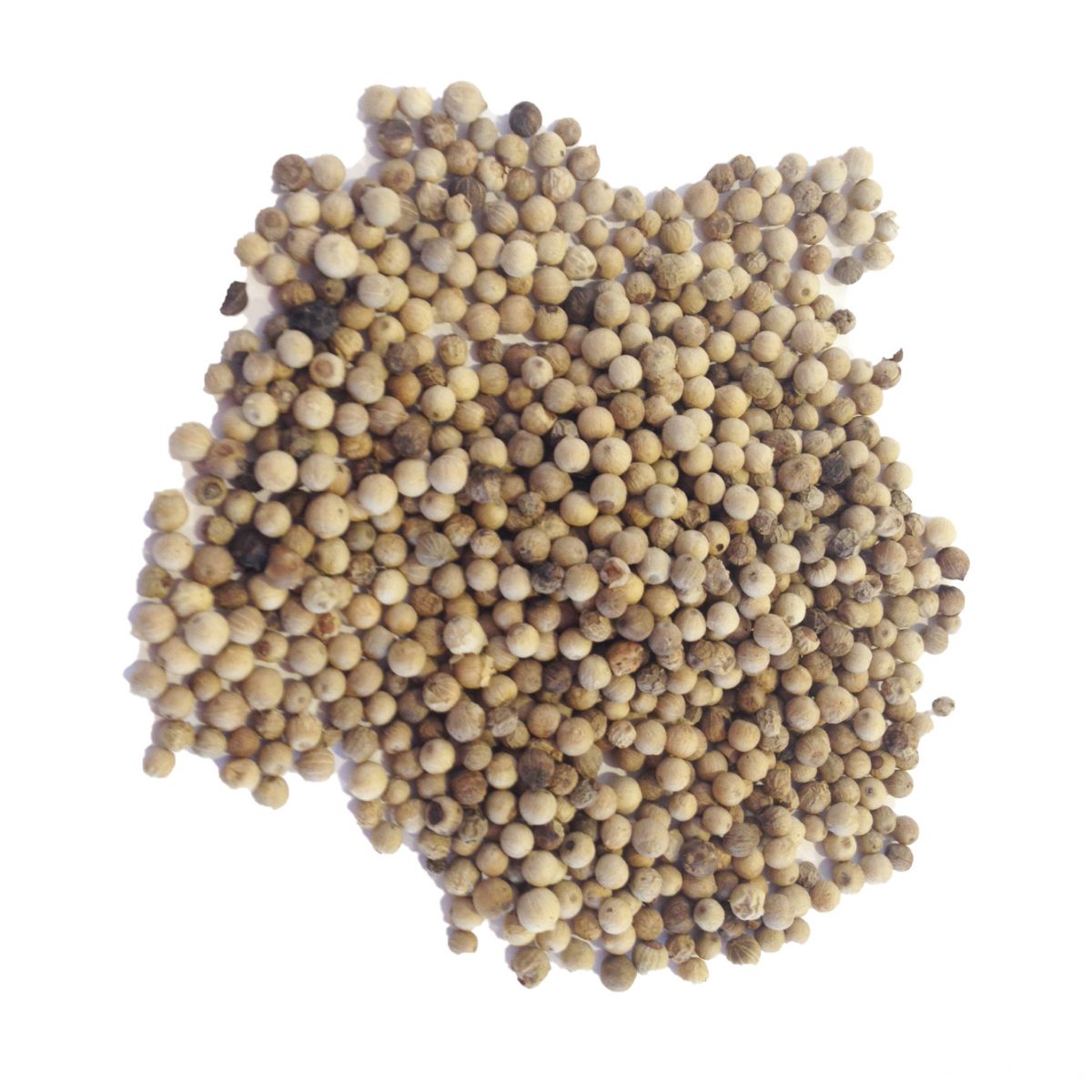 White Pepper Whole | Wholesale | MySpicer.com
